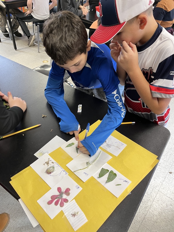 Fourth Grade Flower Dissection and Pollinator Projects | Northwest ...